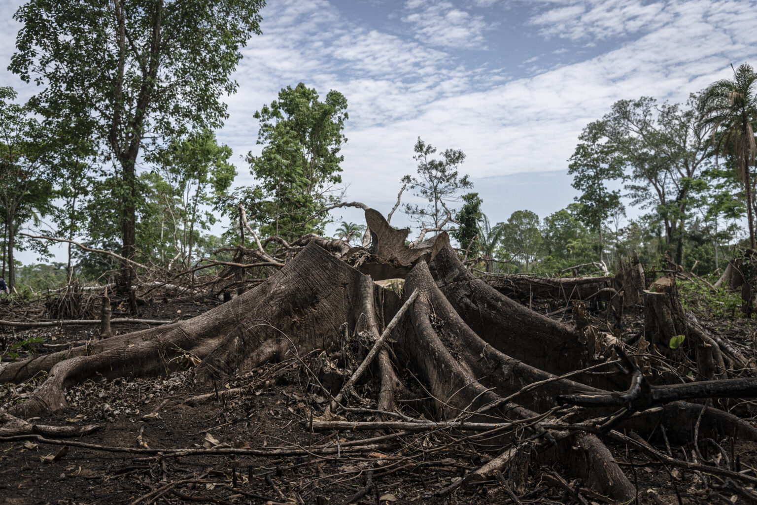 La deforestación para cultivar coca se agudiza en el sur de TIPNIS | La ...